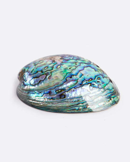 Abalone Shell – Love Adorned